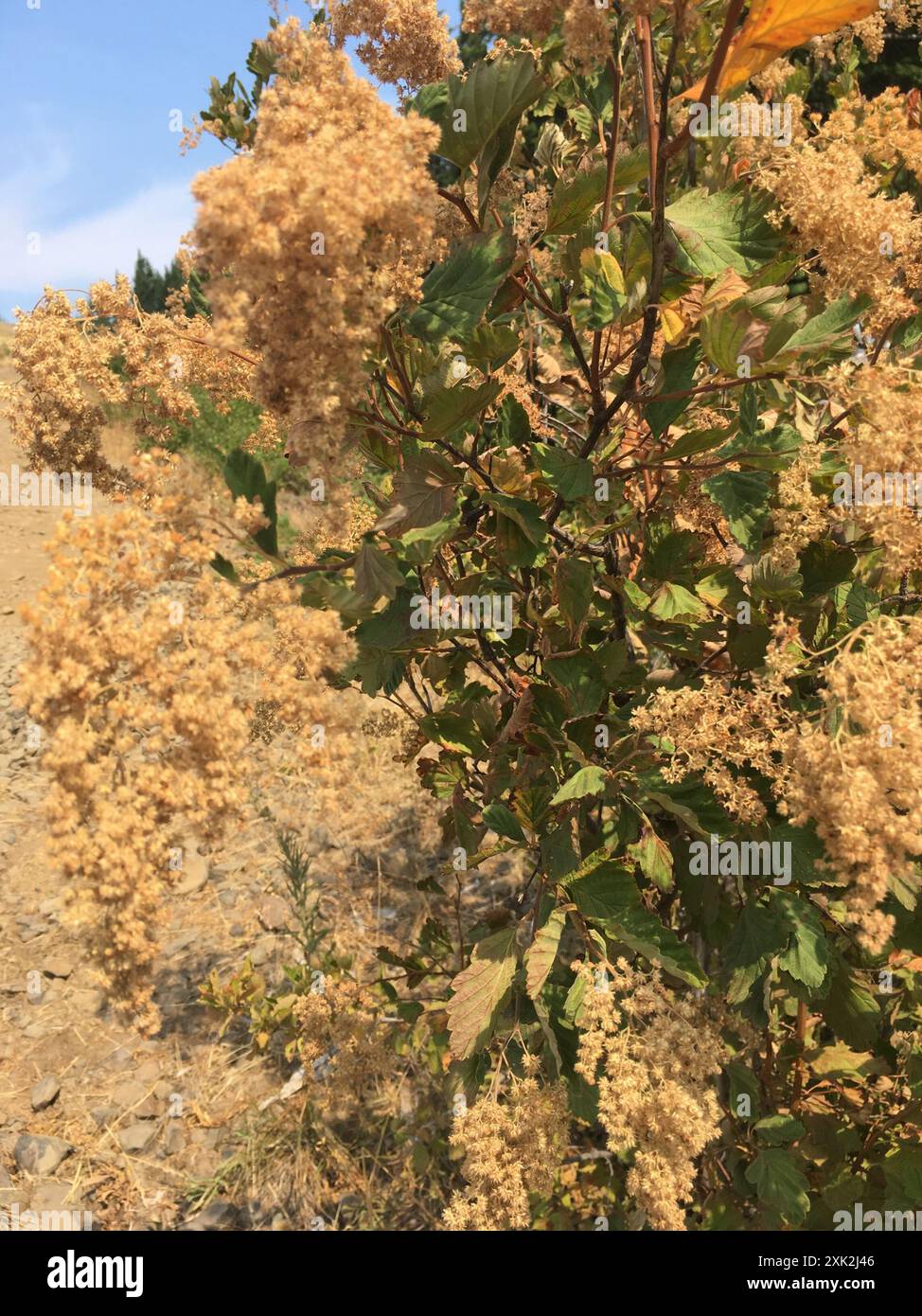 Ocean spray (Holodiscus discolor) Plantae Stock Photo - Alamy