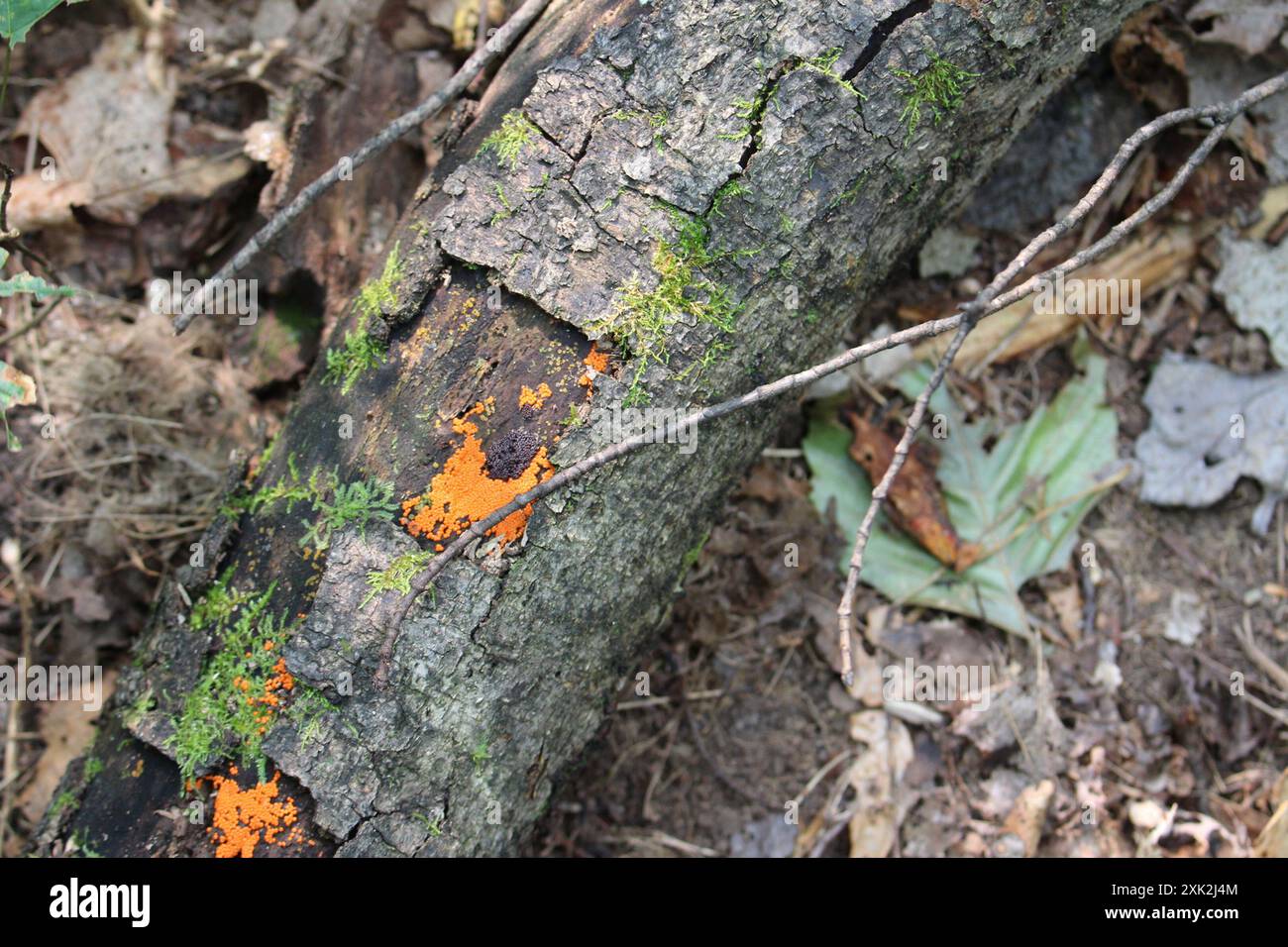 true slime molds (Myxomycetes) Protozoa Stock Photo - Alamy