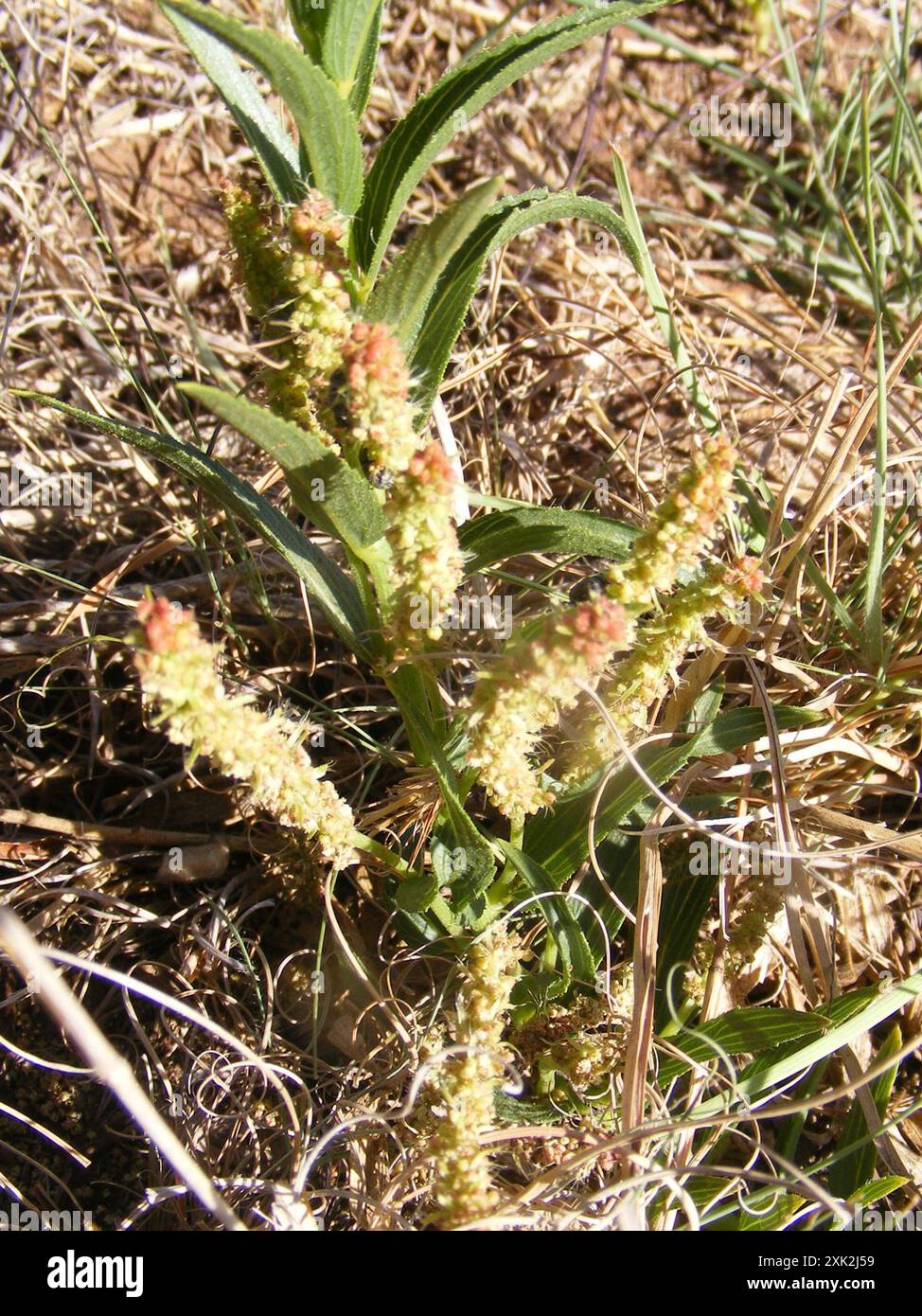 Brooms-an-brushes (Acalypha angustata) Plantae Stock Photo - Alamy