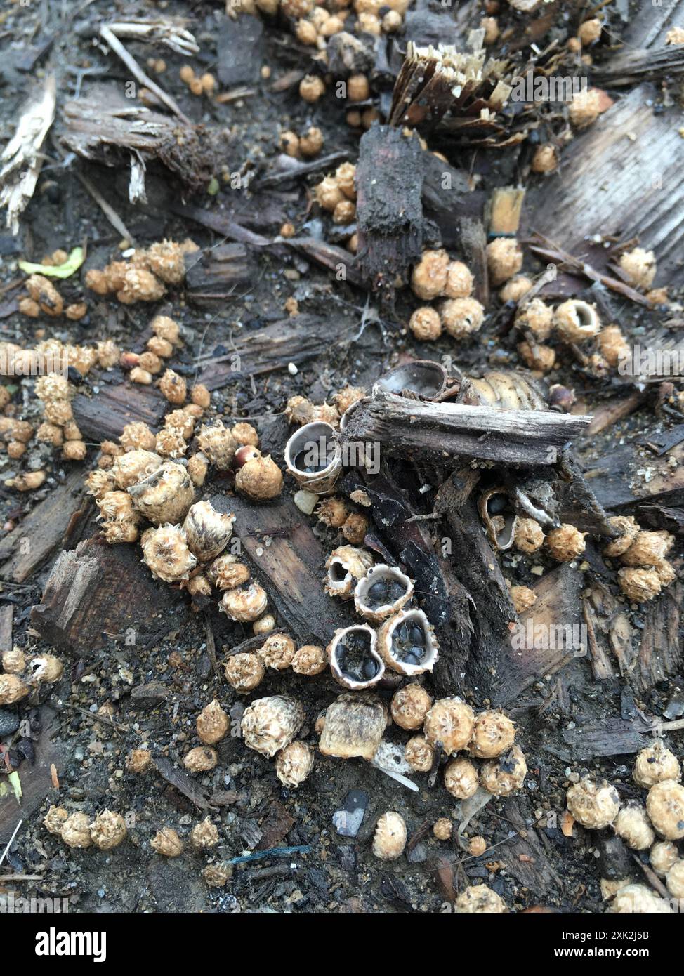 Nidularia hi-res stock photography and images - Alamy