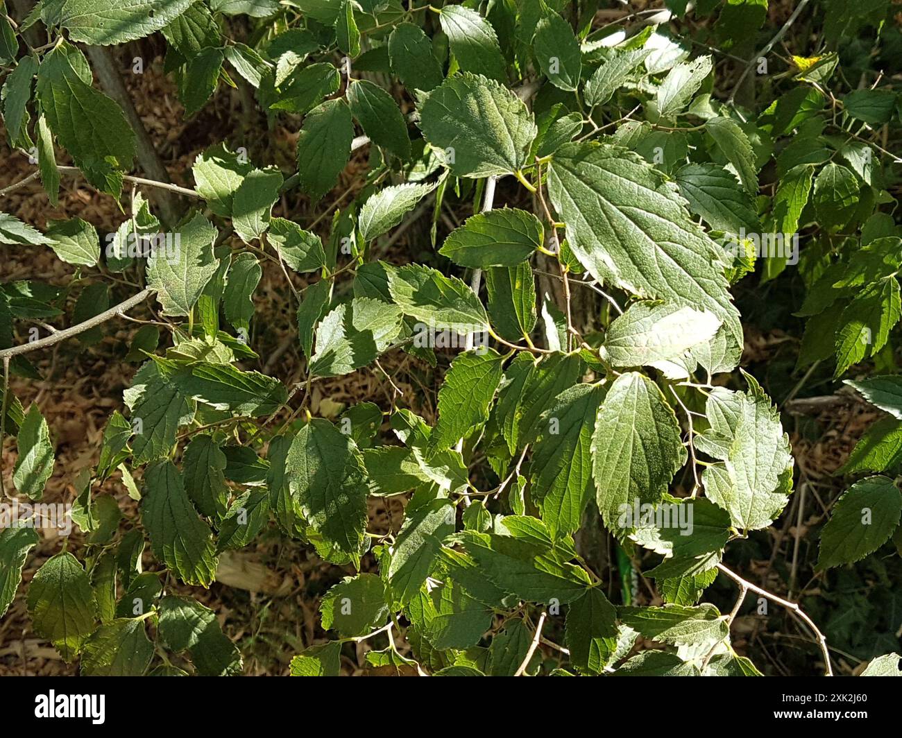 Nettle tree (Celtis australis) Plantae Stock Photo - Alamy