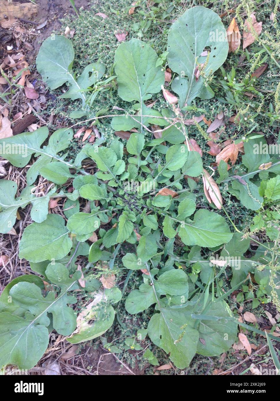 plants (Plantae) Plantae Stock Photo - Alamy