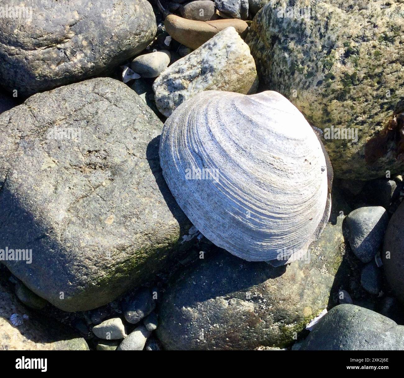 Butter Clam (Saxidomus gigantea) Mollusca Stock Photo - Alamy