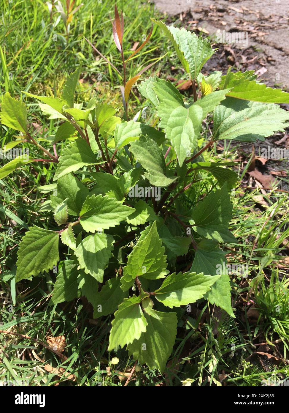 Crofton Weed (Ageratina adenophora) Plantae Stock Photo - Alamy