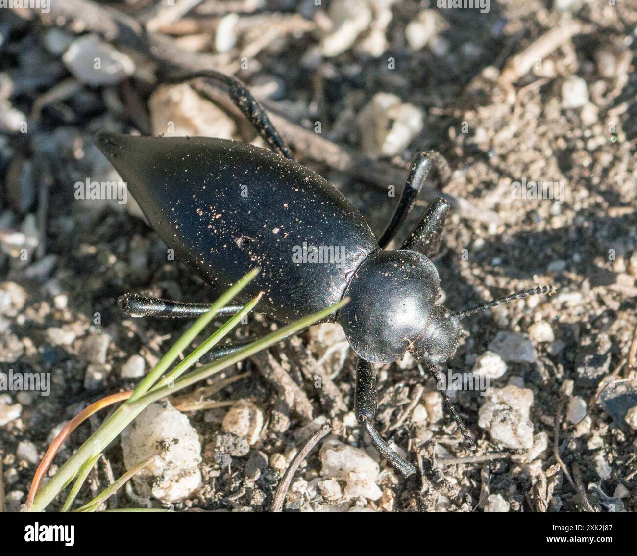 (Eleodes acuticauda) Insecta Stock Photo - Alamy