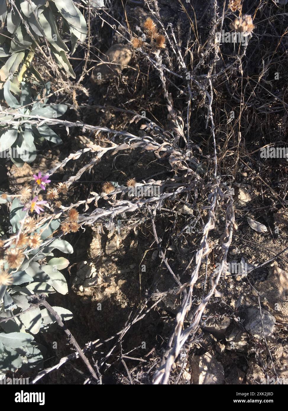 California Aster (Corethrogyne filaginifolia) Plantae Stock Photo - Alamy
