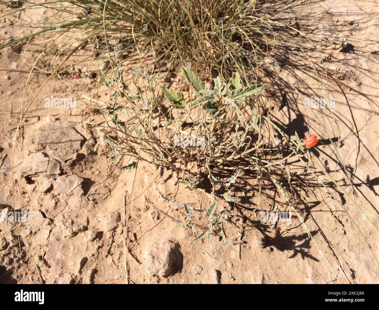 spear globemallow (Sphaeralcea hastulata) Plantae Stock Photo - Alamy