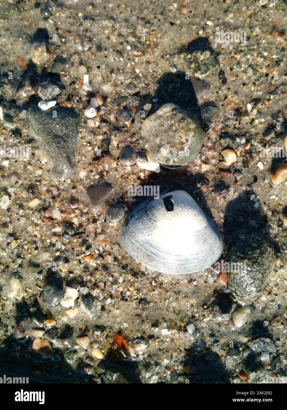 Trough Shells (Mactridae) Mollusca Stock Photo - Alamy