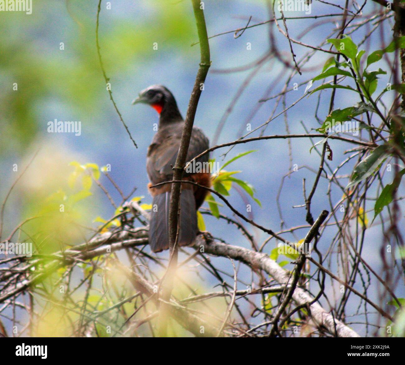 Red faced guan hi-res stock photography and images - Alamy