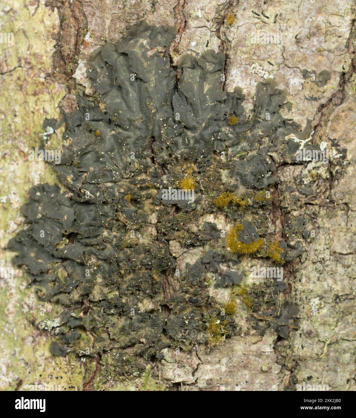 Tree Jelly Lichens (Collema) Fungi Stock Photo - Alamy