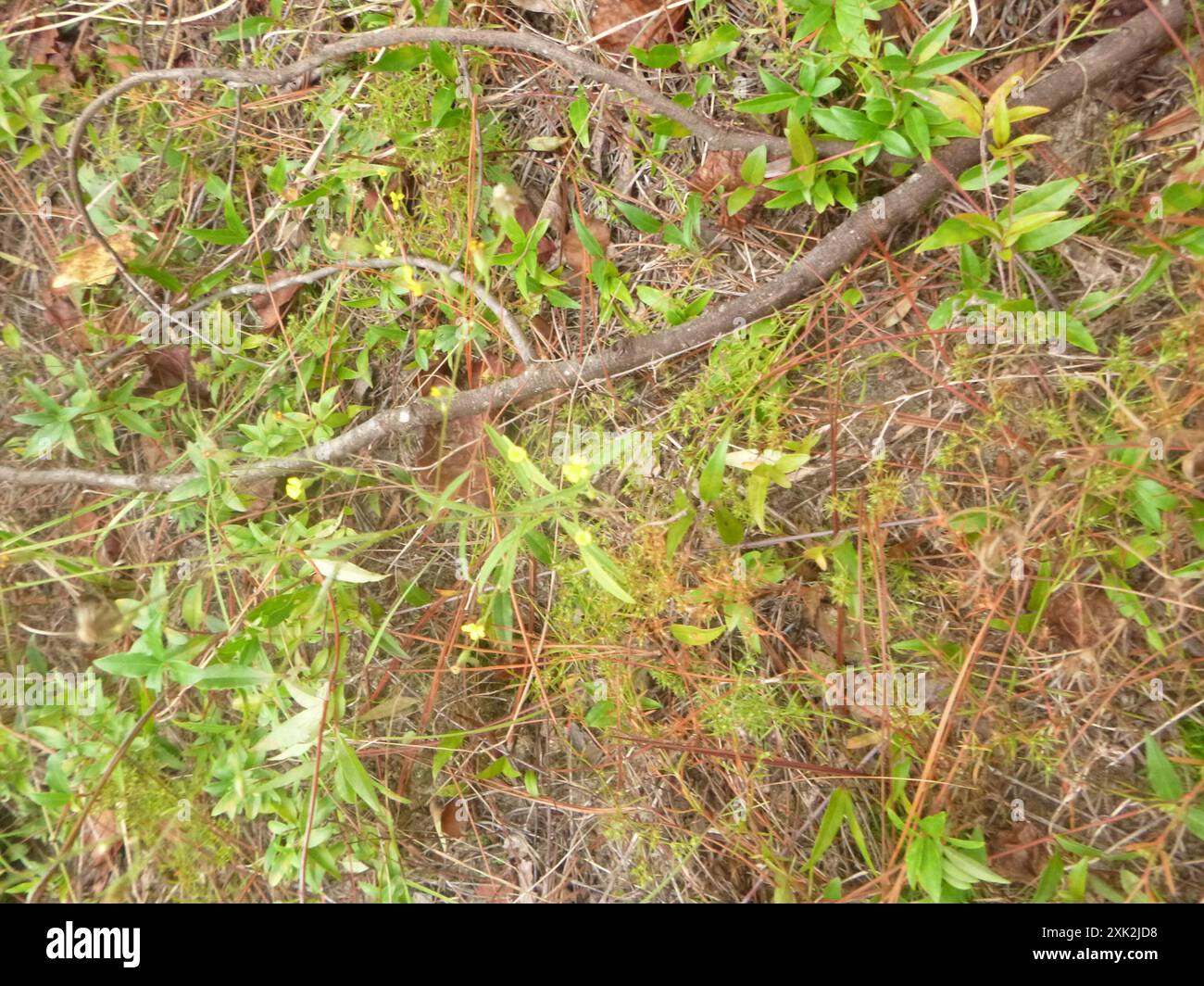 Slender Scratch Daisy (Croptilon divaricatum) Plantae Stock Photo - Alamy