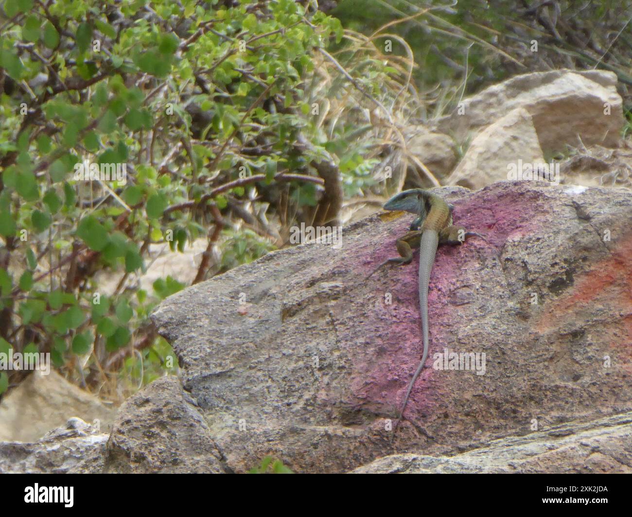 Giant whiptail hi-res stock photography and images - Alamy