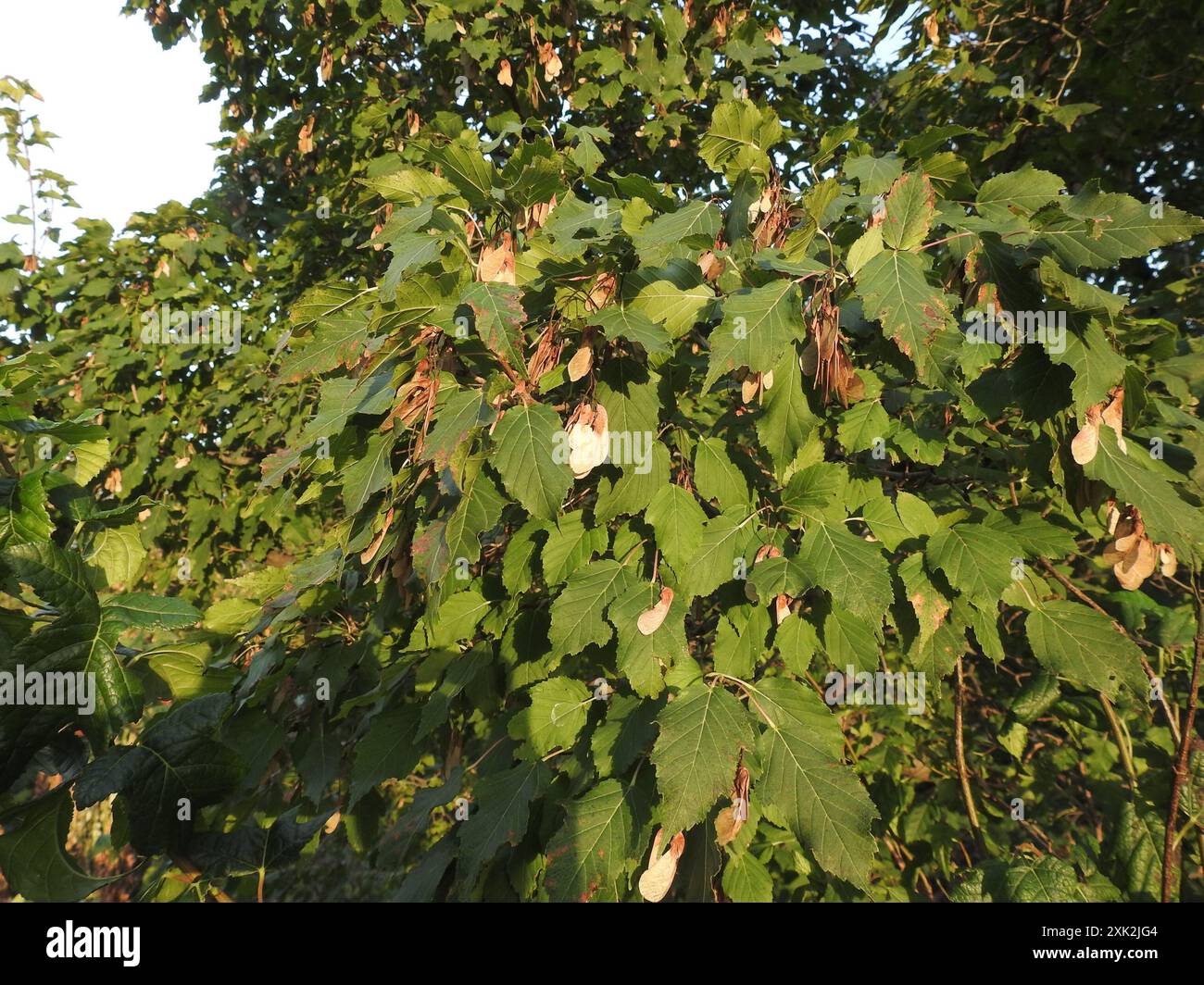 Tatarian Maple (Acer tataricum) Plantae Stock Photo - Alamy