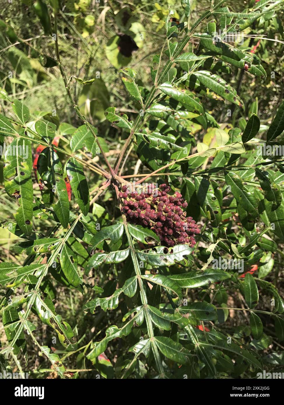shining sumac (Rhus copallinum) Plantae Stock Photo - Alamy