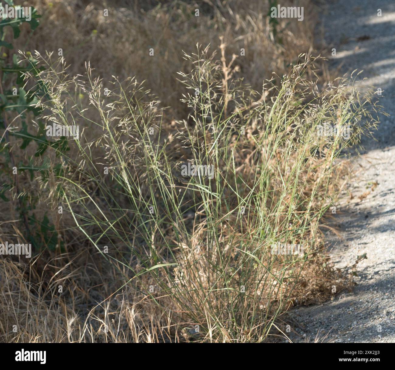 Smilo Grass (Oloptum miliaceum) Plantae Stock Photo - Alamy