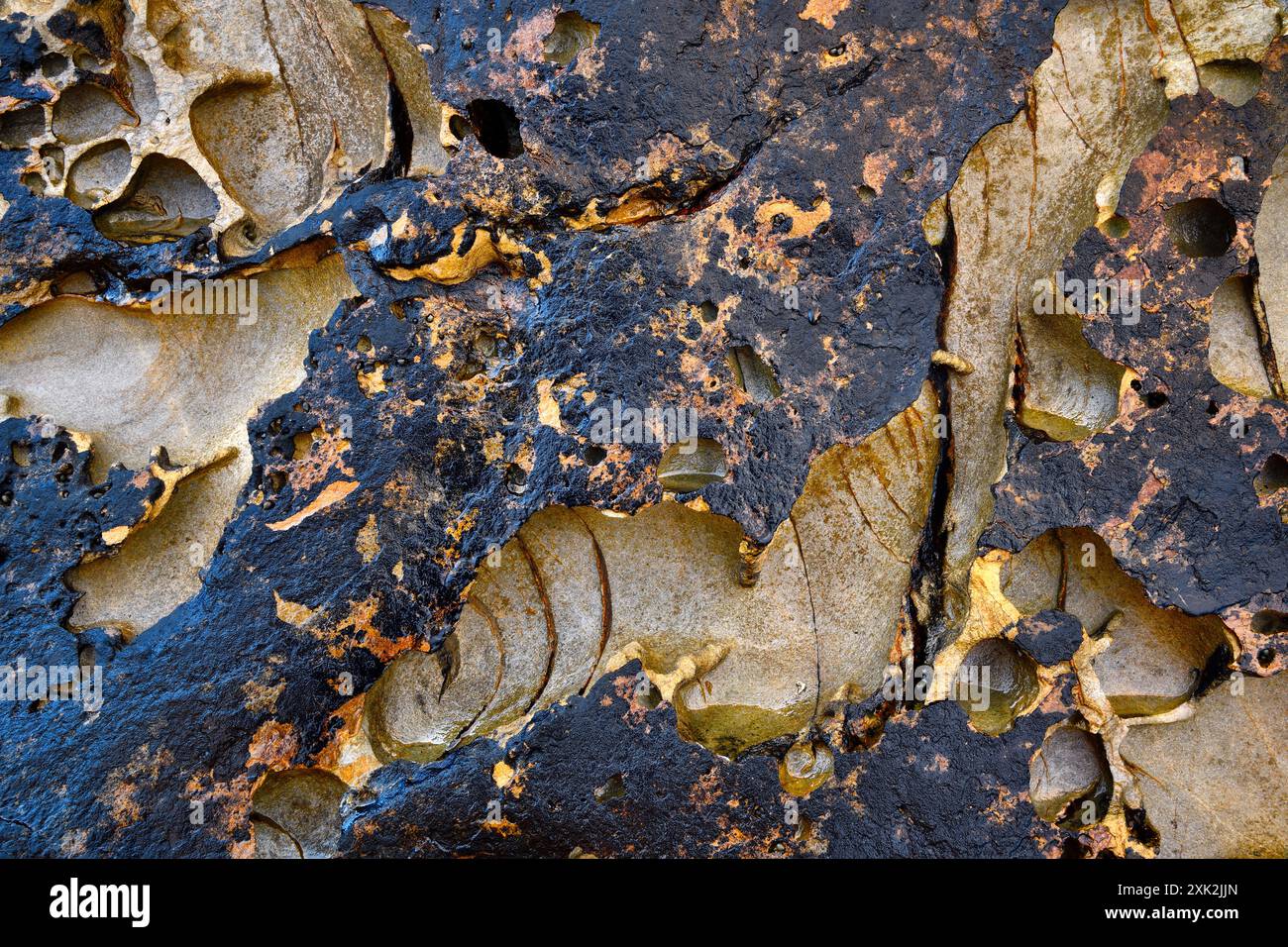 A close-up of a coastal rock surface showcasing intricate, natural ...
