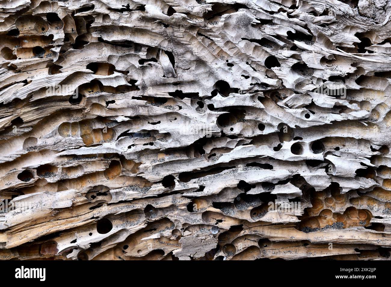 Close-up of driftwood on the beach featuring detailed tunnel patterns ...