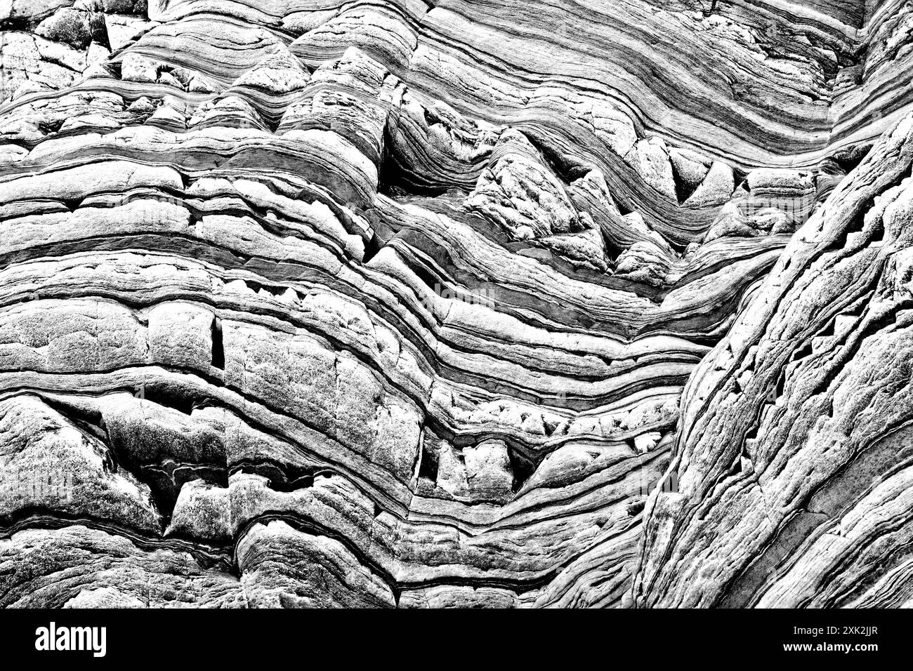 High-contrast black and white image capturing the detailed textures of ...