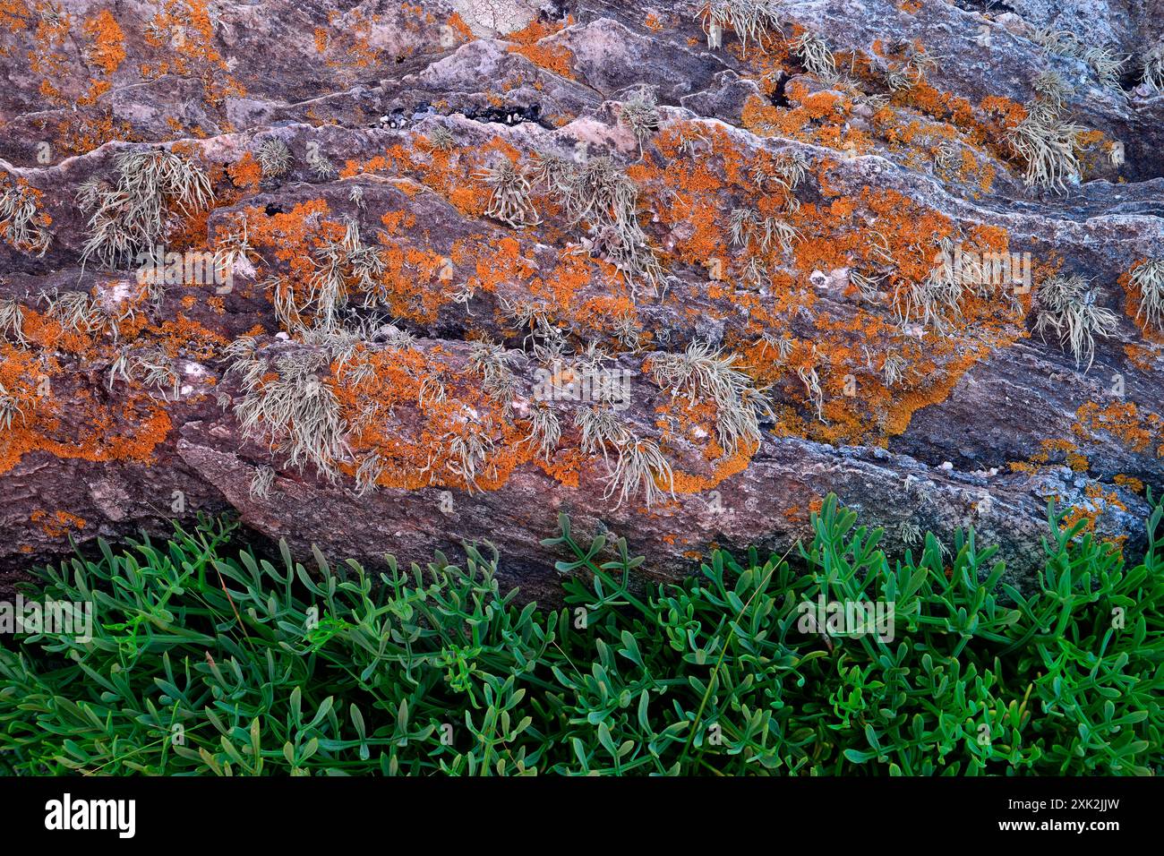 Textual preservation hi-res stock photography and images - Alamy