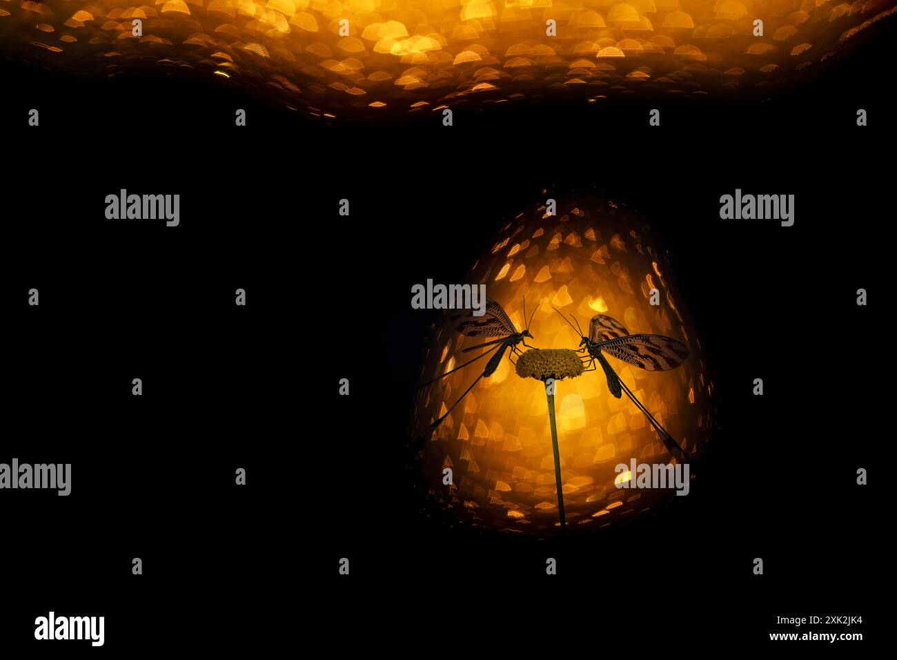 Lacewings delicate structure hi-res stock photography and images - Alamy