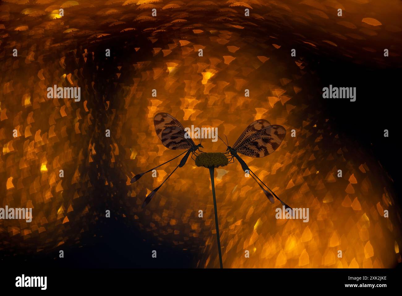 Two Nemoptera bipennis, commonly known as spoon-wing lacewing, pictured ...