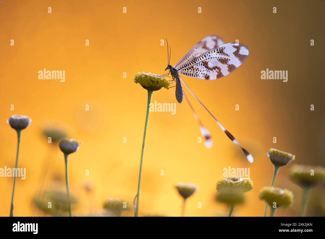 A delicate Nemoptera bipennis, also known as thread-winged lacewing ...