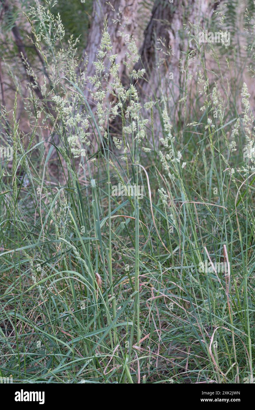 grasses (Poaceae) Plantae Stock Photo - Alamy