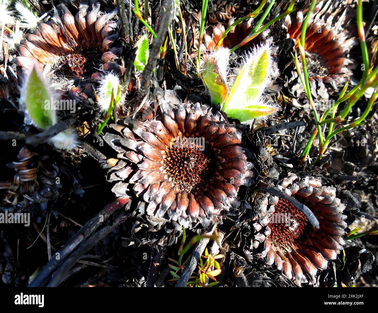 Common Snow Sugarbush (Protea scolopendriifolia) Plantae Stock Photo ...