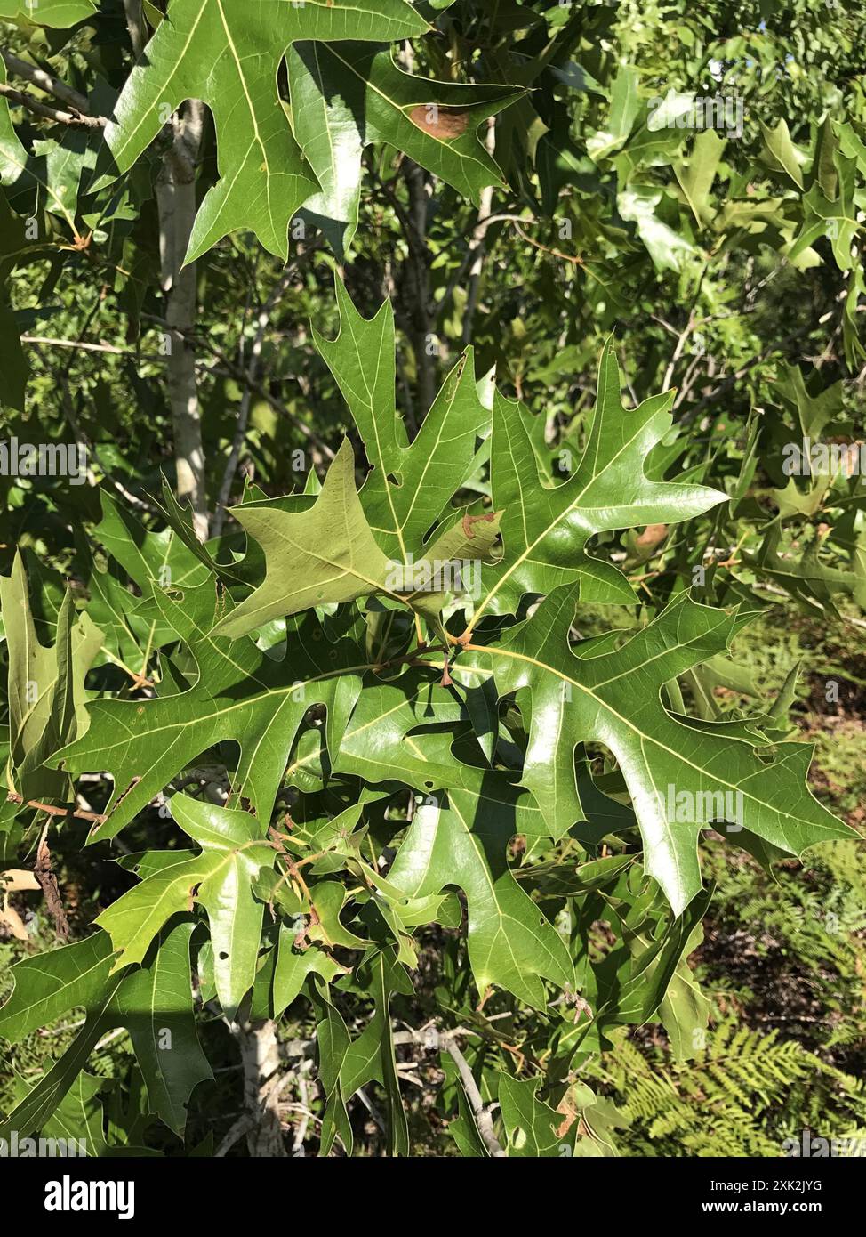 American turkey oak (Quercus laevis) Plantae Stock Photo - Alamy