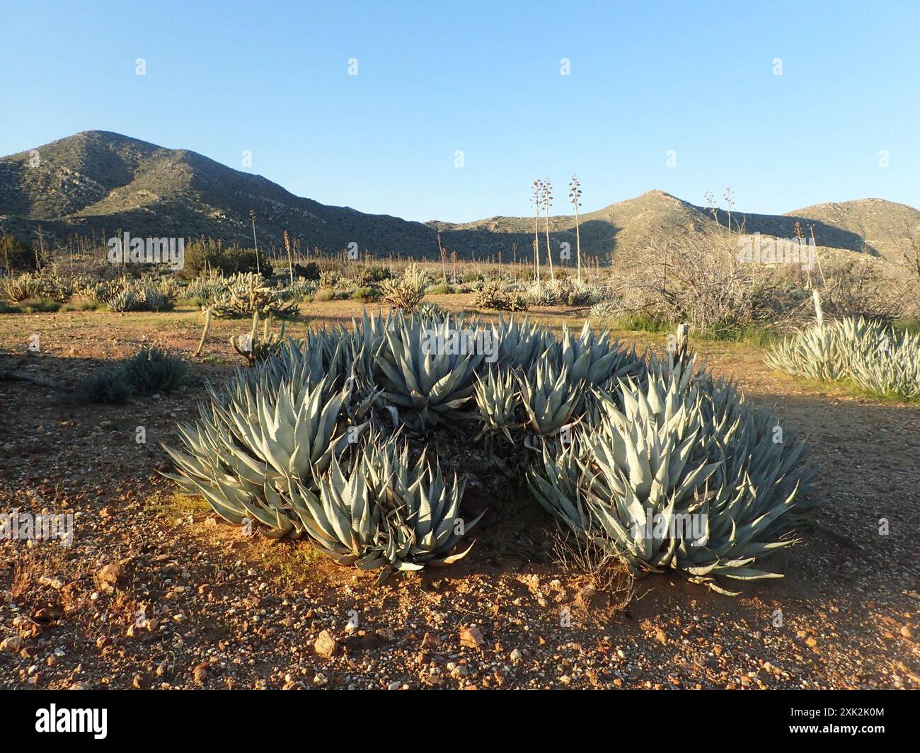 (Agave deserti deserti) Plantae Stock Photo - Alamy