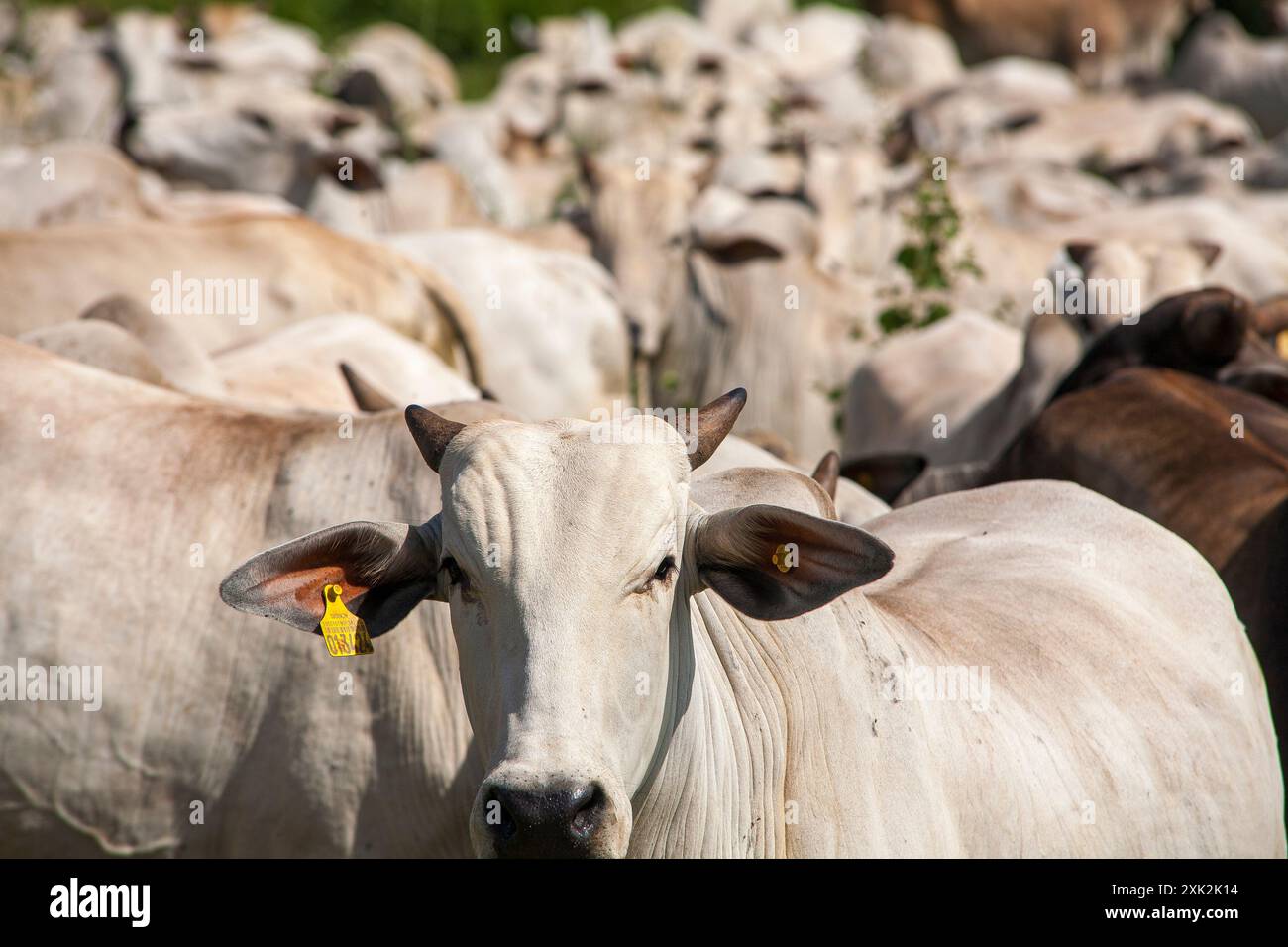 Ear tag, animal identification, livestock Identification system to keep ...