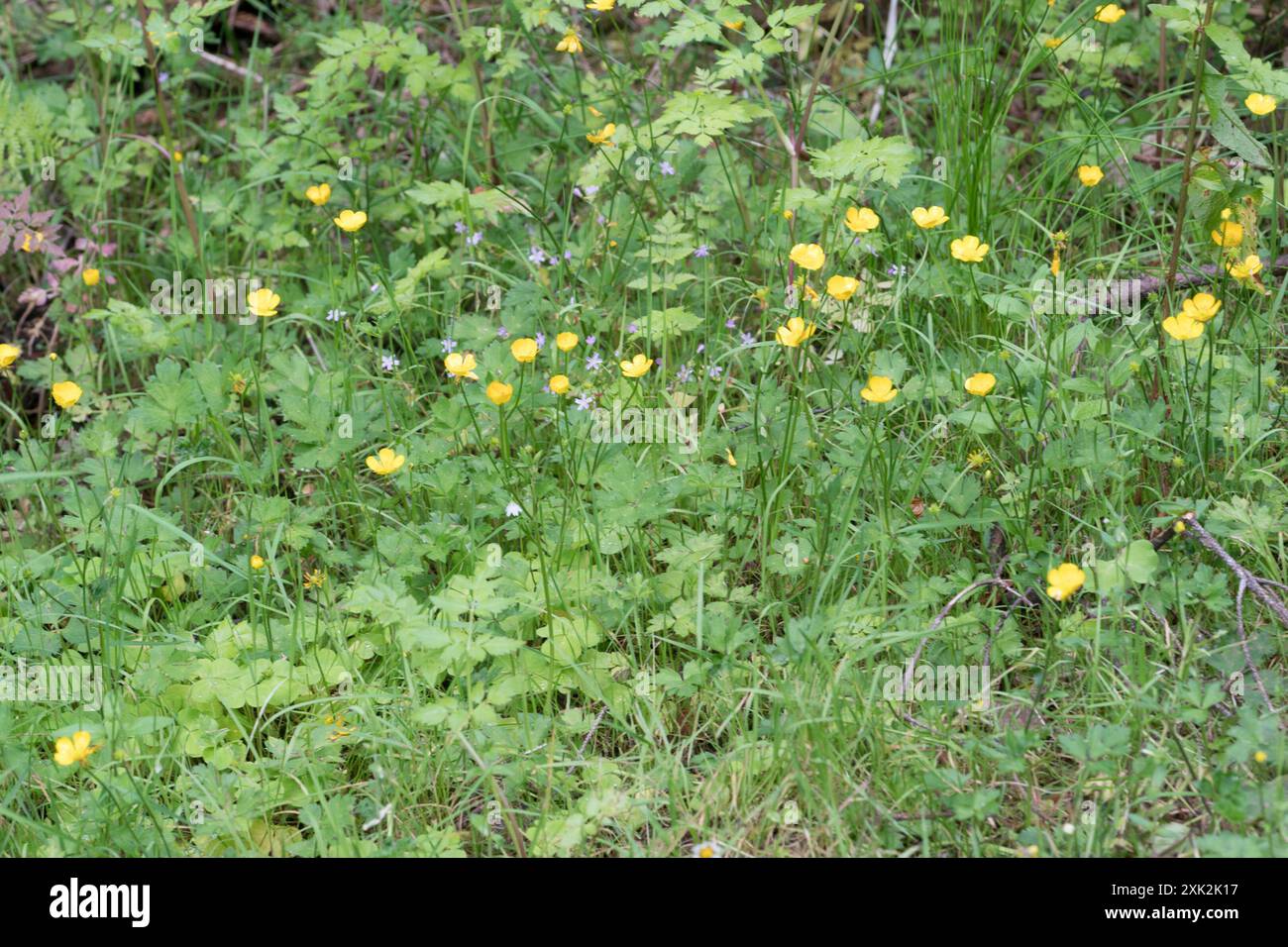 Creeping buttercup (Ranunculus repens) Plantae Stock Photo - Alamy