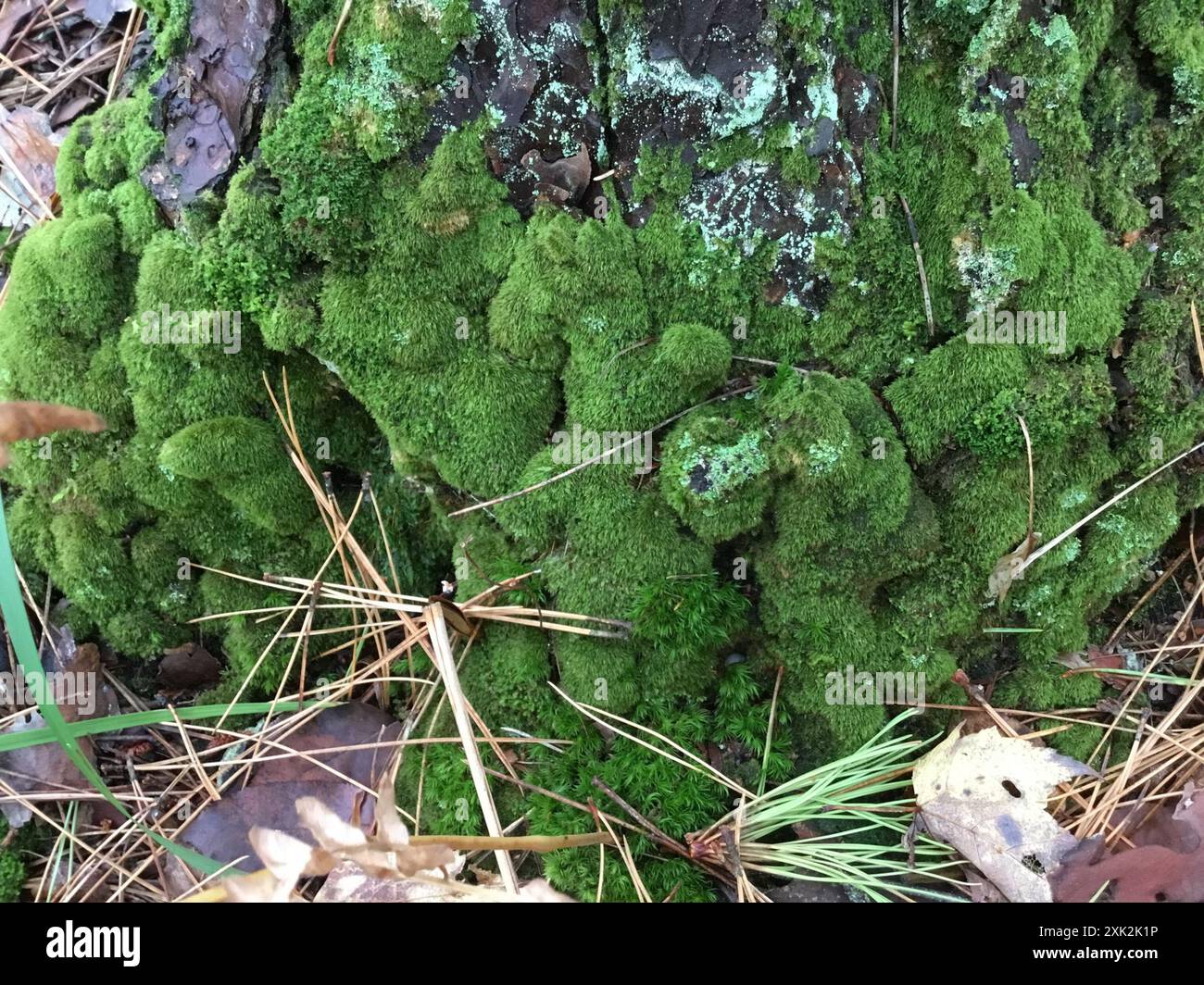 joint-toothed mosses (Bryopsida) Plantae Stock Photo - Alamy