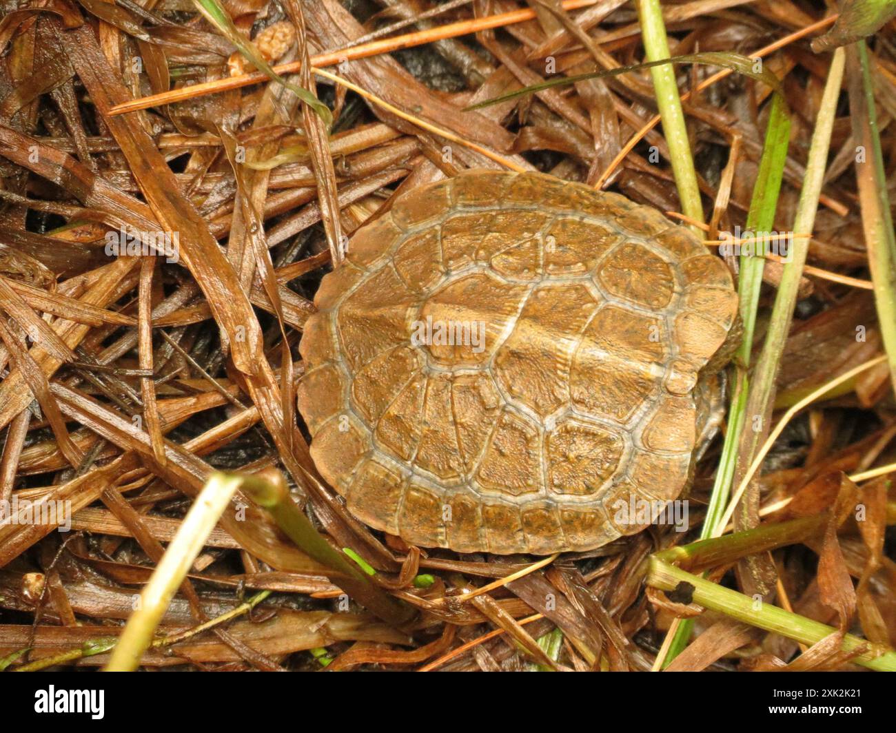 Wood Turtle (Glyptemys insculpta) Reptilia Stock Photo - Alamy