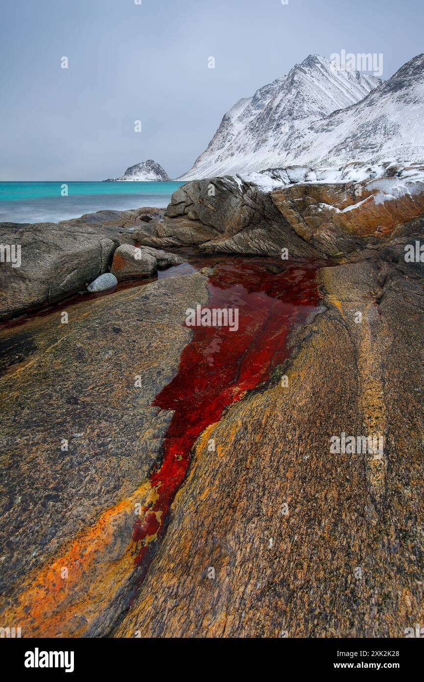 A surreal scene in Lofoten, Norway depicting vibrant red algae on rocky ...