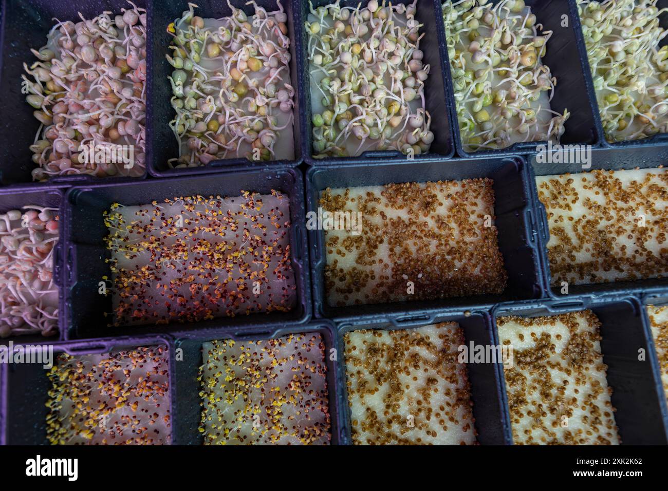 Multiple trays of microgreens showcasing different stages of growth ...