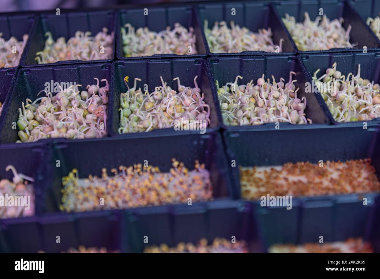 Highlighting different growth stages hi-res stock photography and ...