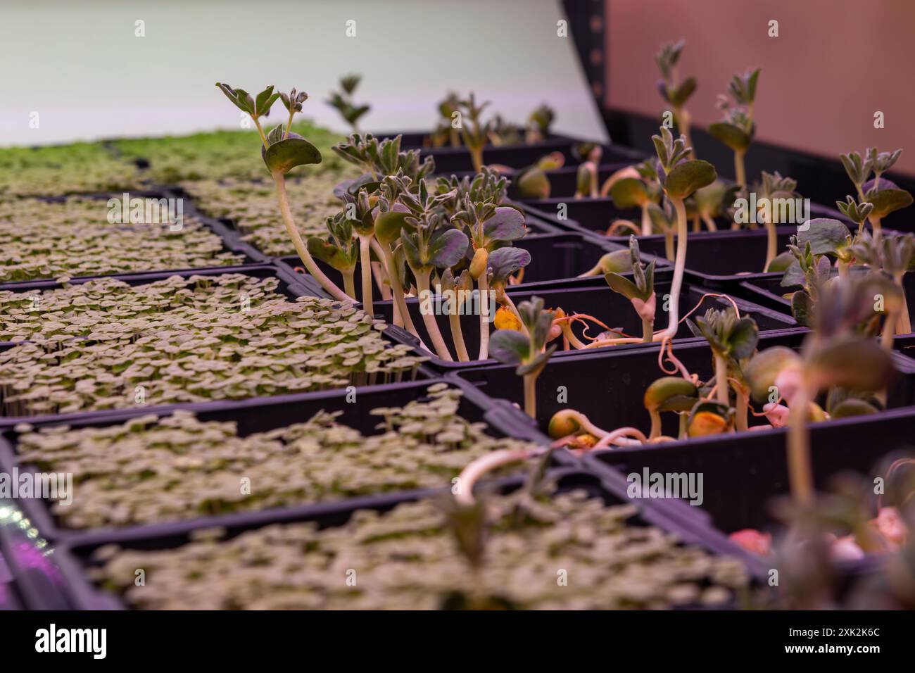 A detailed view of various microgreens sprouting in a controlled indoor ...