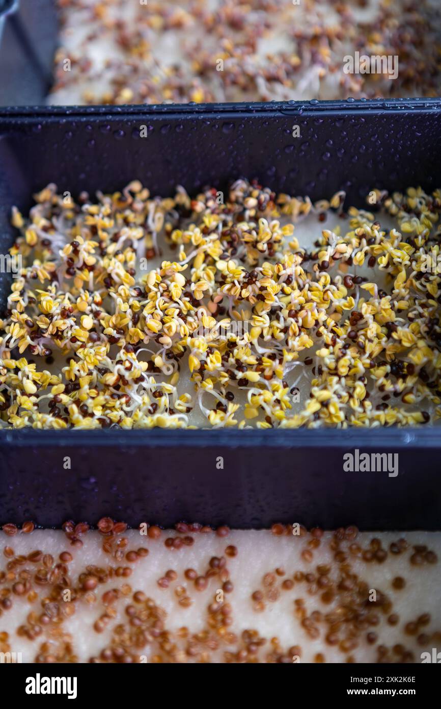 Close-up view of sprouting microgreens in a tray, showcasing the early ...