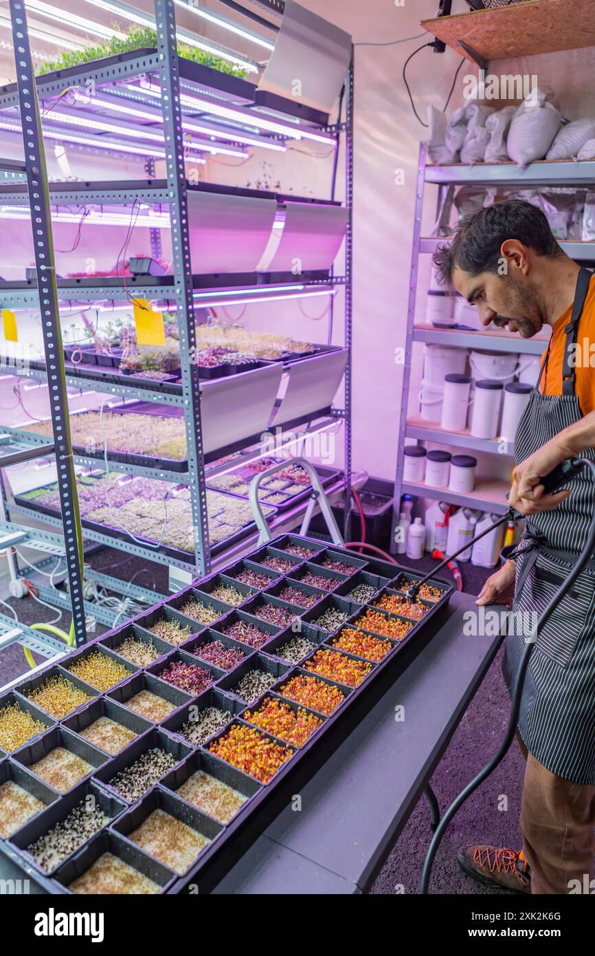 A focused man in an apron cultivates various microgreens under ...