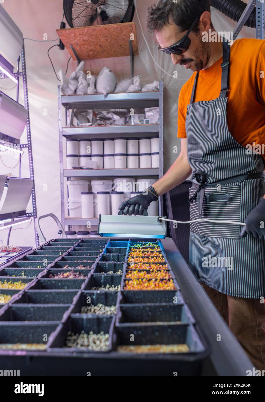 A man in an orange t-shirt and striped apron adjusts lighting over ...