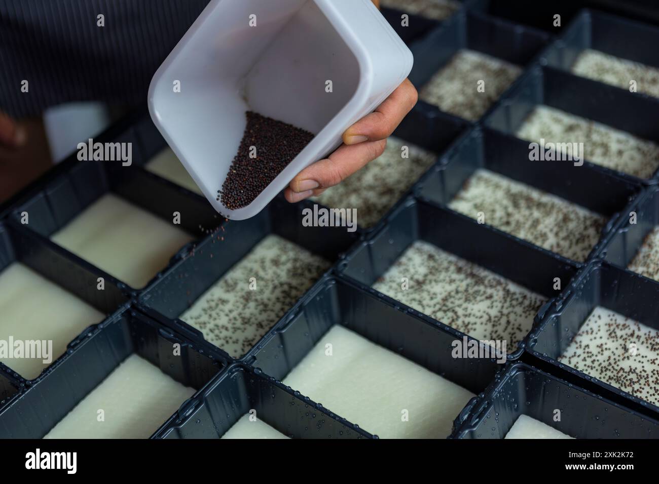 A hand carefully disperses seeds into segmented trays, a method used in ...