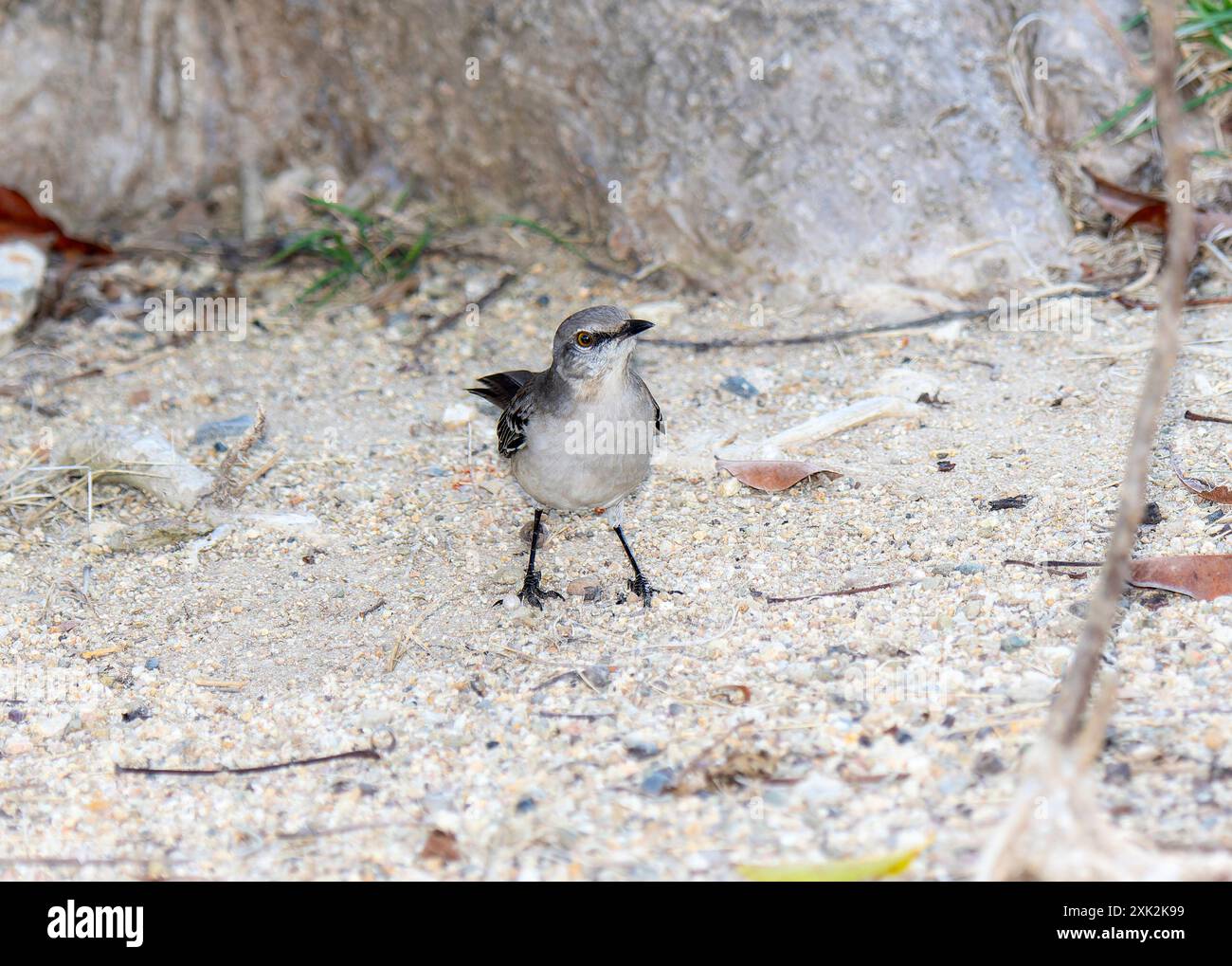 A Northern Mockingbird (Mimus polyglottos) stands on a sandy patch of ...