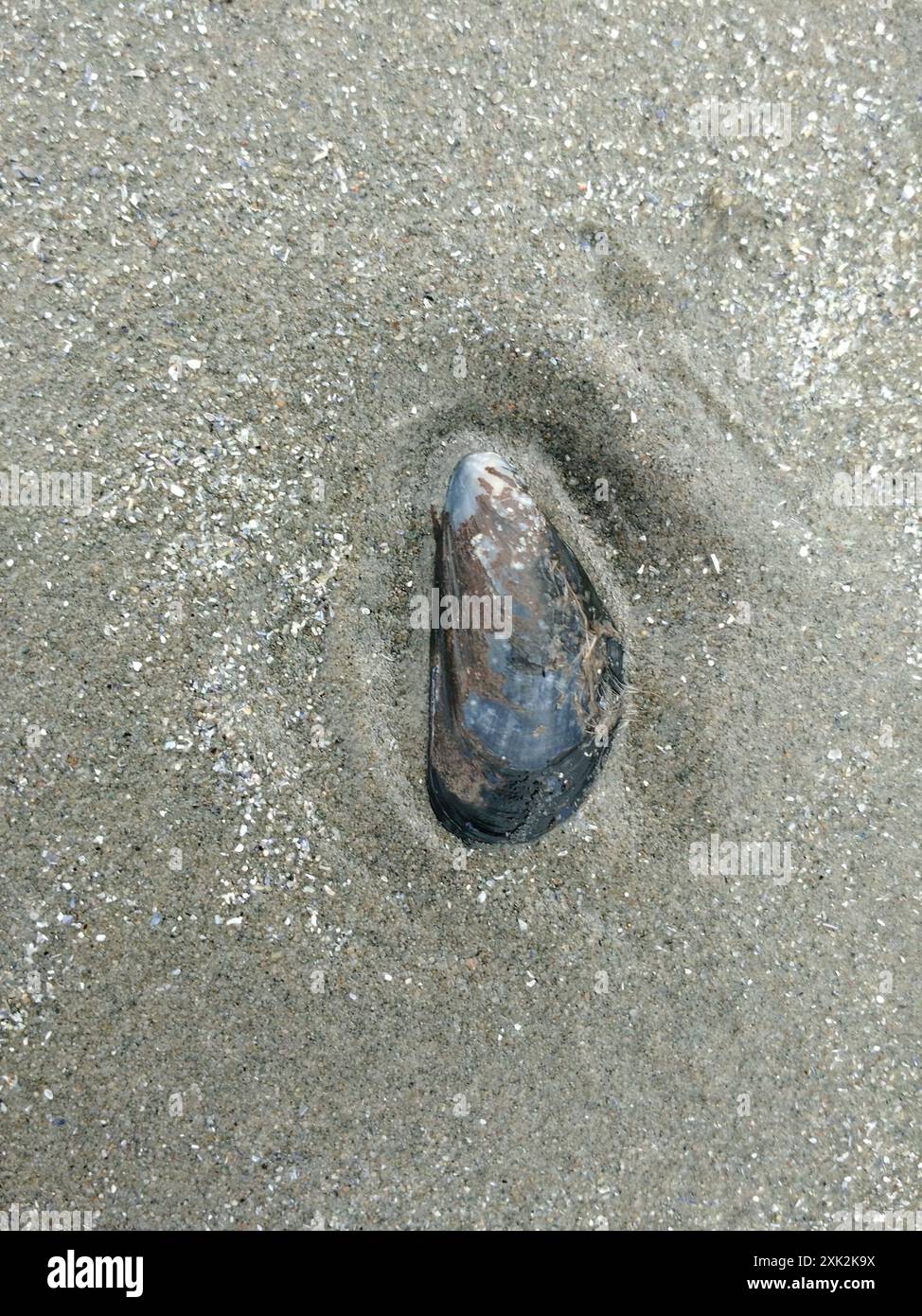 Blue Mussel (Mytilus edulis) Mollusca Stock Photo - Alamy