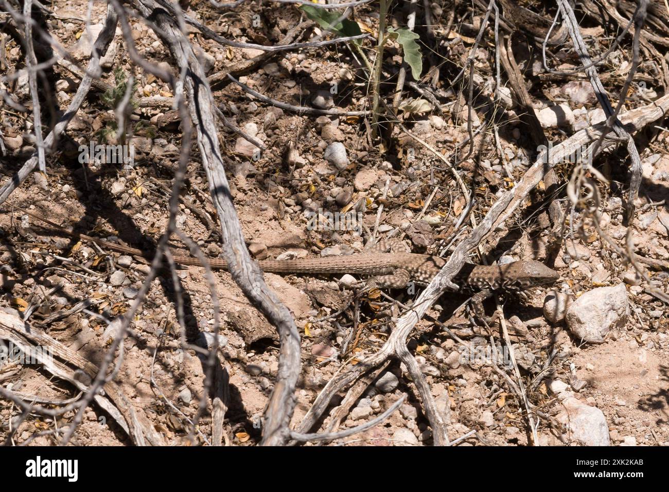 Western Whiptail (Aspidoscelis tigris) Reptilia Stock Photo - Alamy