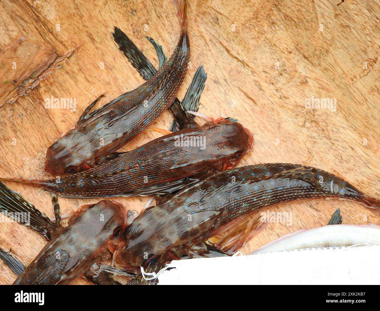 Flying Gurnard (Dactylopterus volitans) Actinopterygii Stock Photo - Alamy
