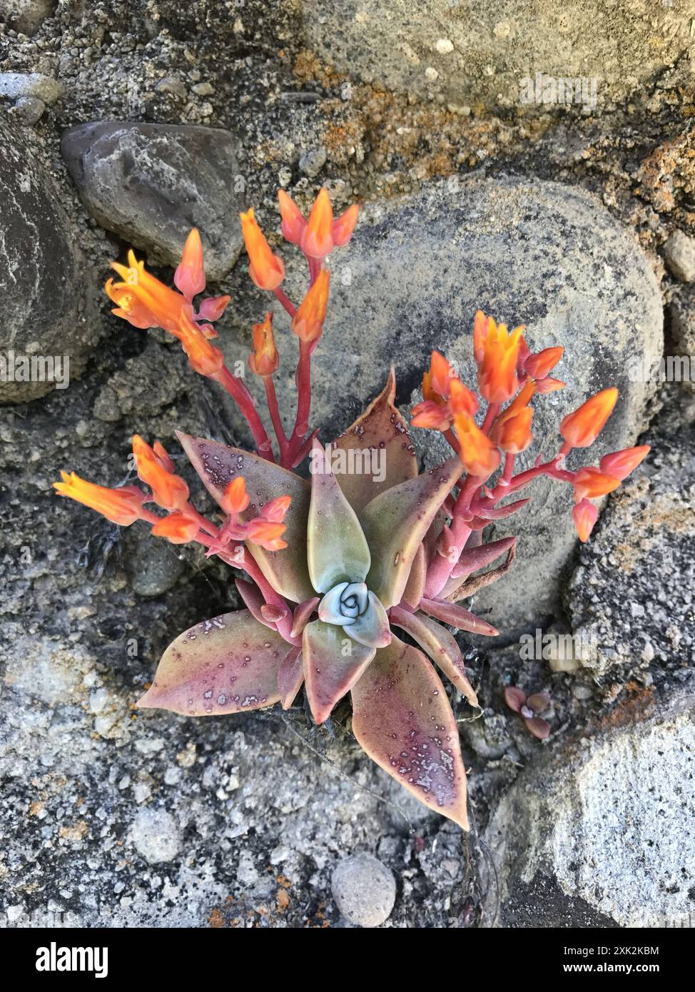 Canyon liveforever (Dudleya cymosa) Plantae Stock Photo - Alamy