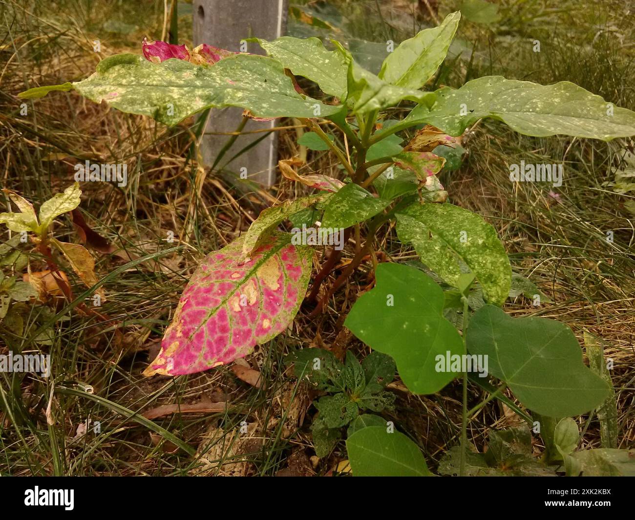 flowering plants (Angiospermae) Plantae Stock Photo - Alamy