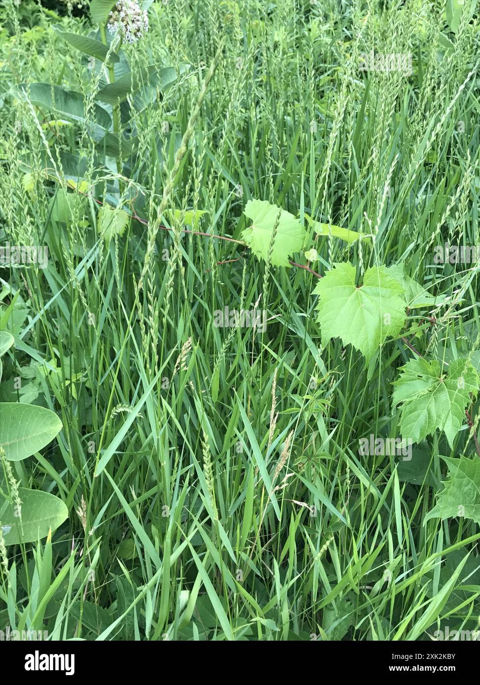 Quack Grass (Elymus repens) Plantae Stock Photo - Alamy