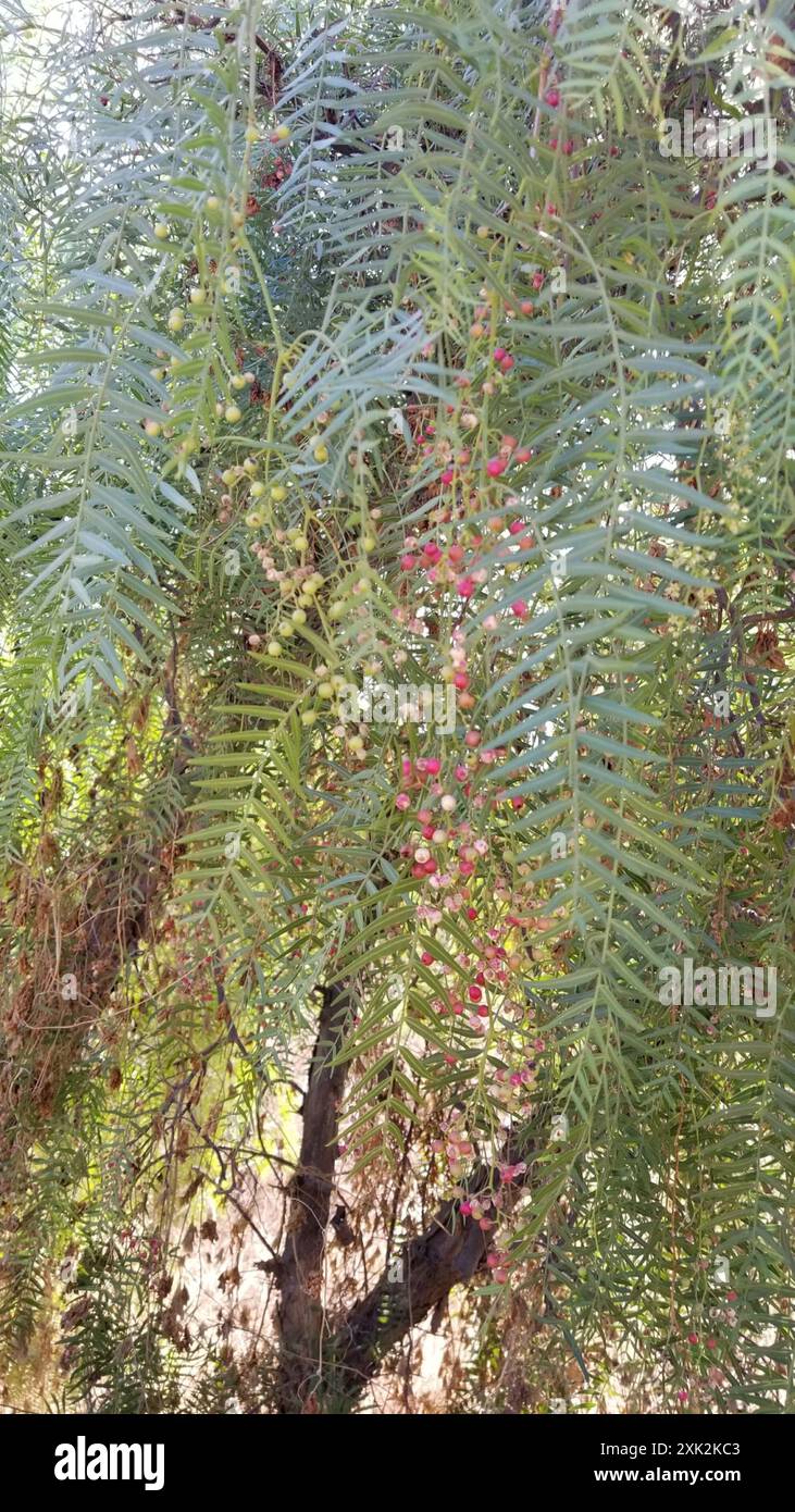 Peruvian Pepper Tree (Schinus molle) Plantae Stock Photo - Alamy